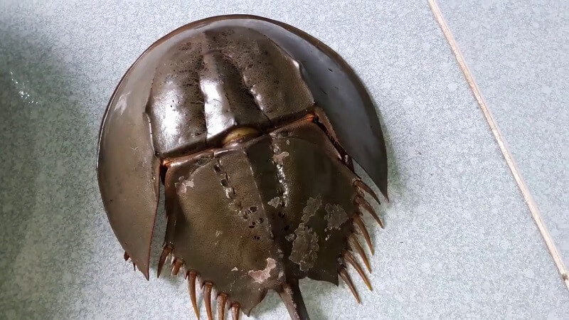 Con Sam là con gì? Có ăn được không?